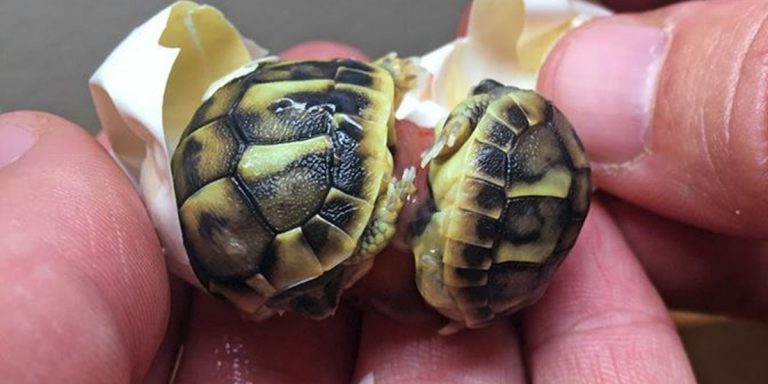 Han nacido las dos mini tortugas gemelas más pequeñitas y adorables del ...