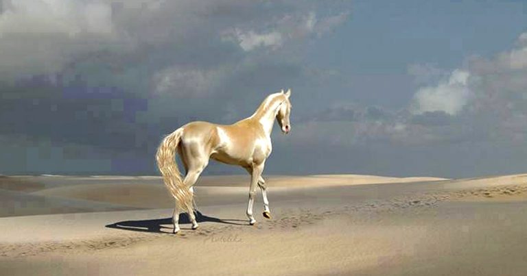 Los Akhal-Teke o Caballos Celestiales son los más bellos del mundo ...