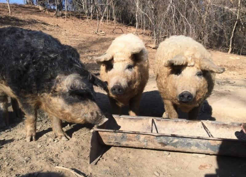 Sacó una Fotografía de Su cerdo. Sin embargo, Cuando te acerques, verás ...