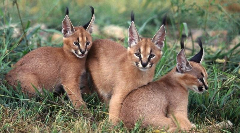 Se llama Caracal y Podría ser el Animal más FASCINANTE que hayas visto ...