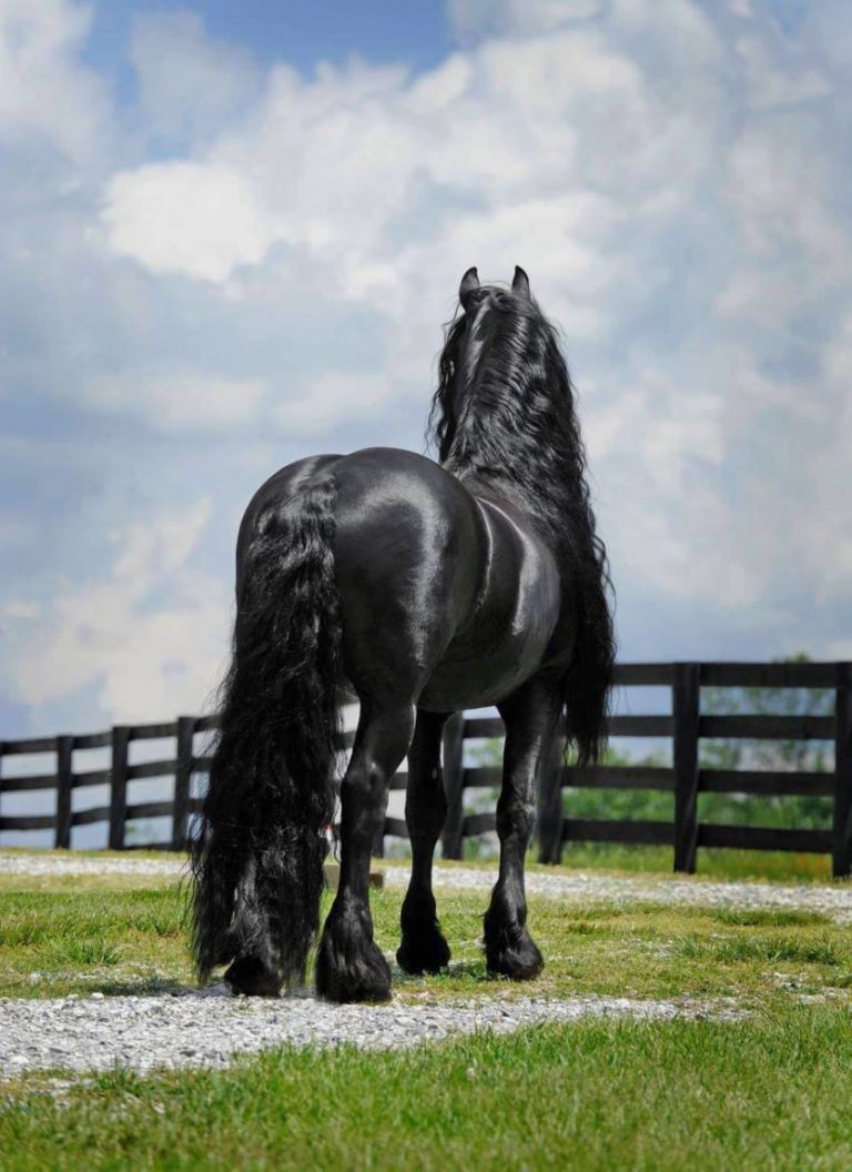 Este Majestuoso Caballo Frisón ha sido considerado como el más hermoso ...