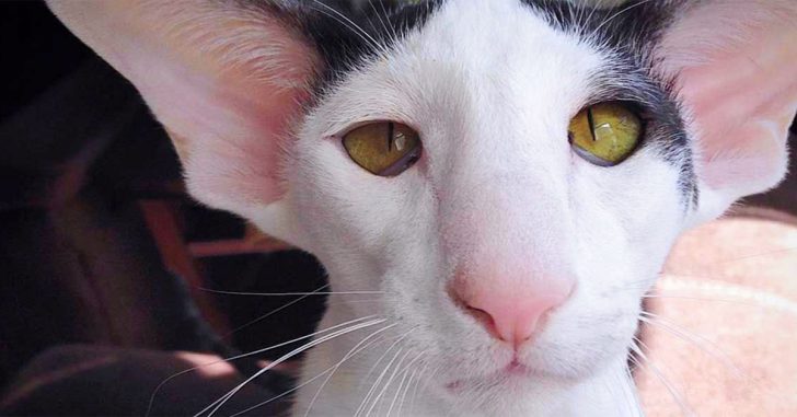 Descubre al inusual gato que se ha convertido en famoso por su peculiar ...