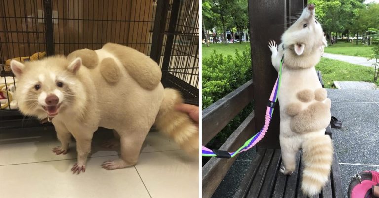 Los cortes de pelo de este mapache te alegrarán el día ¡Todos están ...