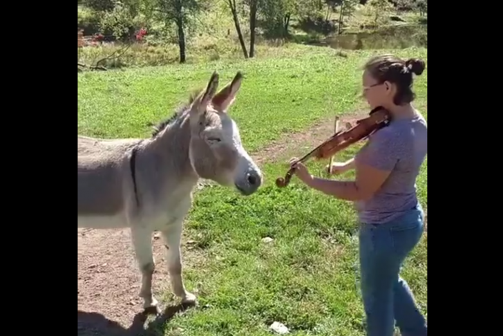 Este burro empieza a cantar cuando su dueña empieza a tocar una canción ...