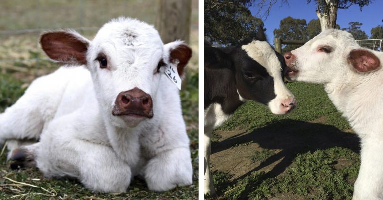 Esta becerra albina se salvó de la muerte e hizo una nueva amiga