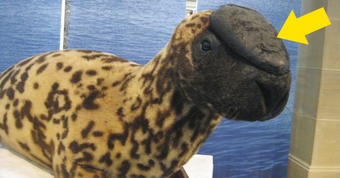 Se viralizan las imágenes de unas focas que se hinchan cada vez que se ...