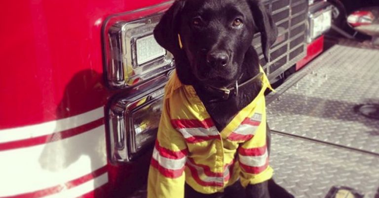 14 perritos adorables que están incluso mejor con uniforme