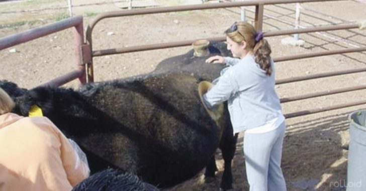 ¿Sabes para qué son estos agujeros en los estómagos de las vacas?