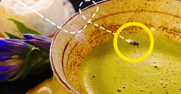 ¿Es peligroso que una mosca se pose en mi comida?