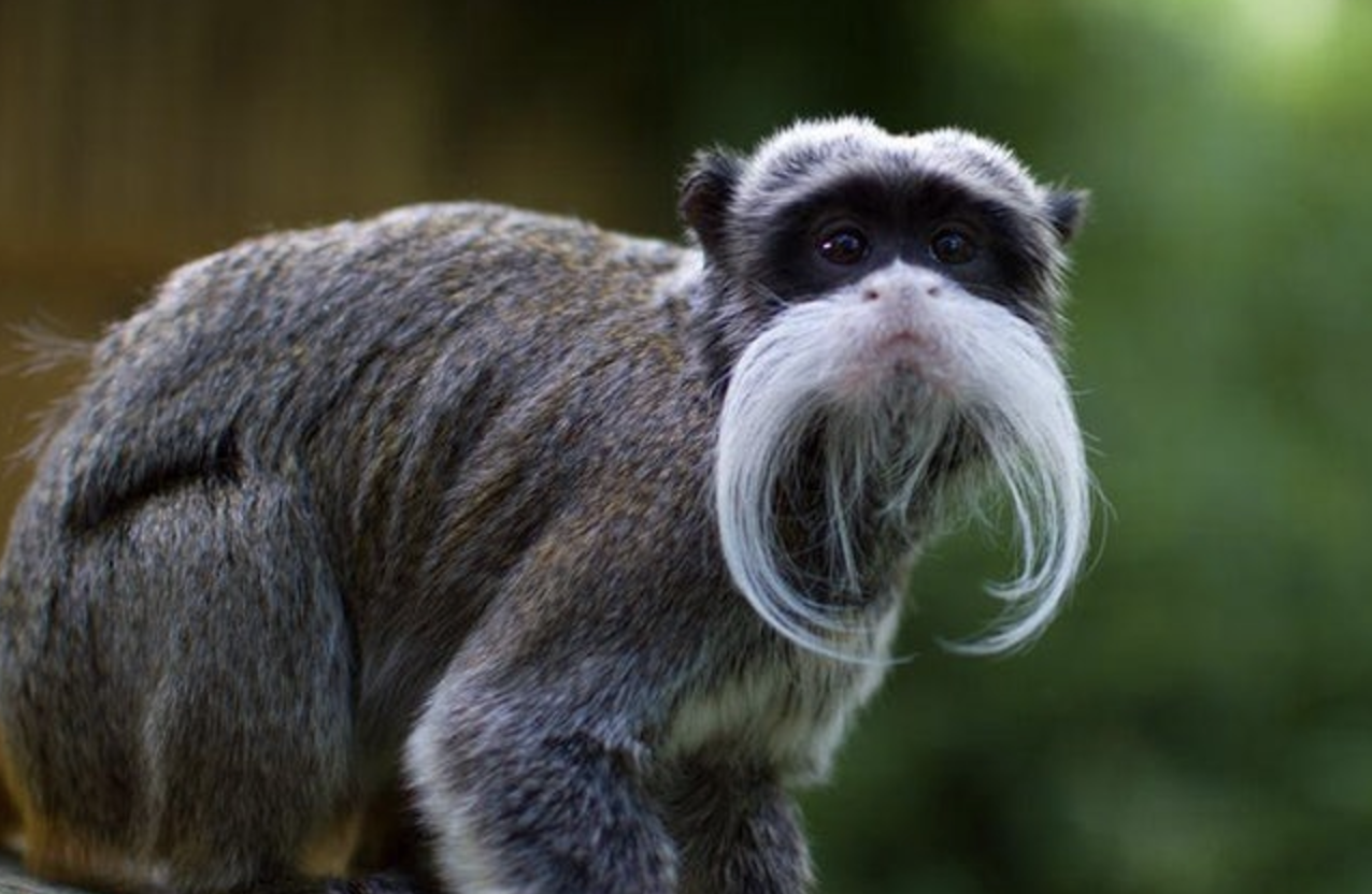 15 Animales extraños que existen en el mundo y que quisieron ser ...