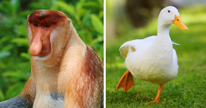 10 Repugnantes Datos de animales sacados del National Geographic que ...
