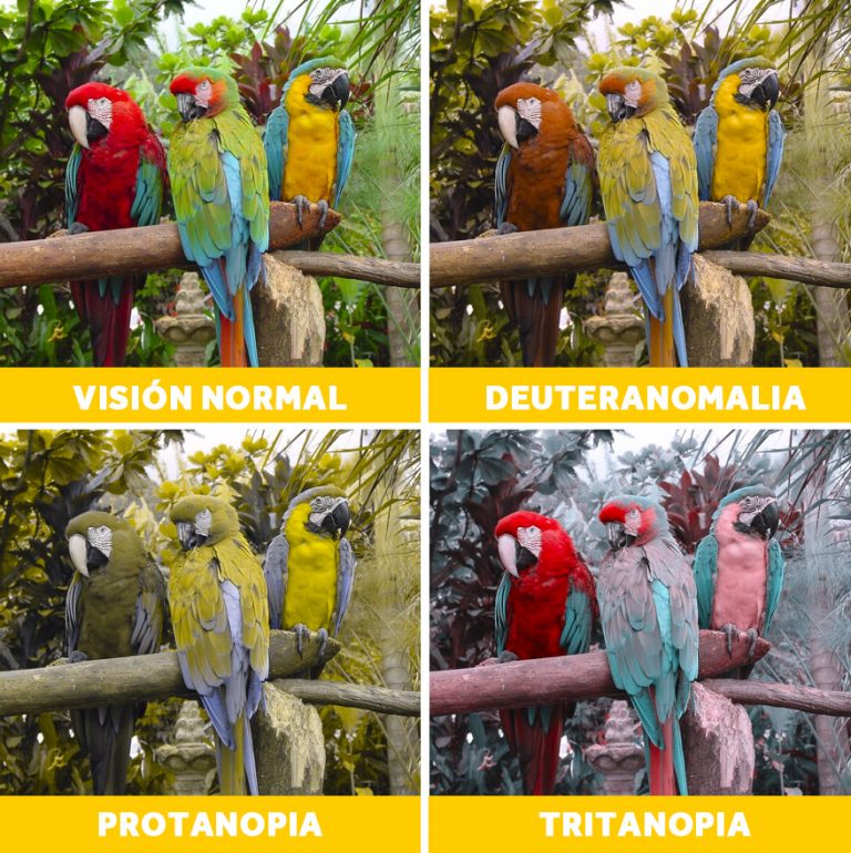 20 Imágenes que muestran cómo ven las personas con problemas de visión